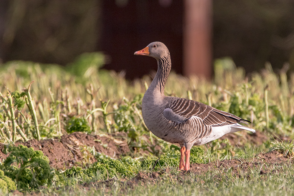 Graugans - Anser anser Foto & Bild | natur, tiere, vögel Bilder auf ...