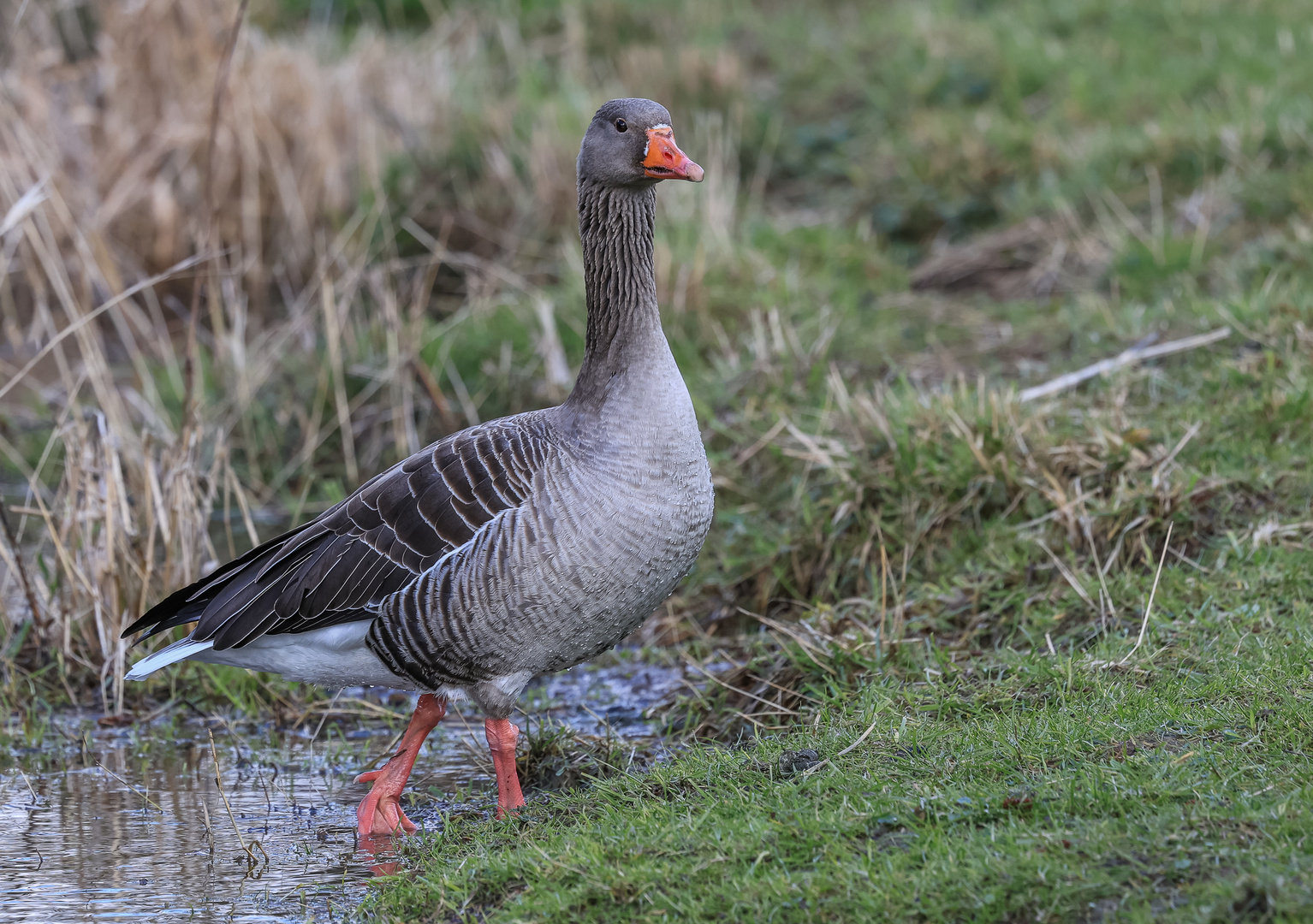 Graugans (Anser anser) Foto & Bild | tiere, wildlife, wild lebende ...