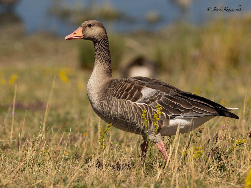 GRAUGANS (Anser anser) Foto & Bild | tiere, wildlife, wild lebende ...