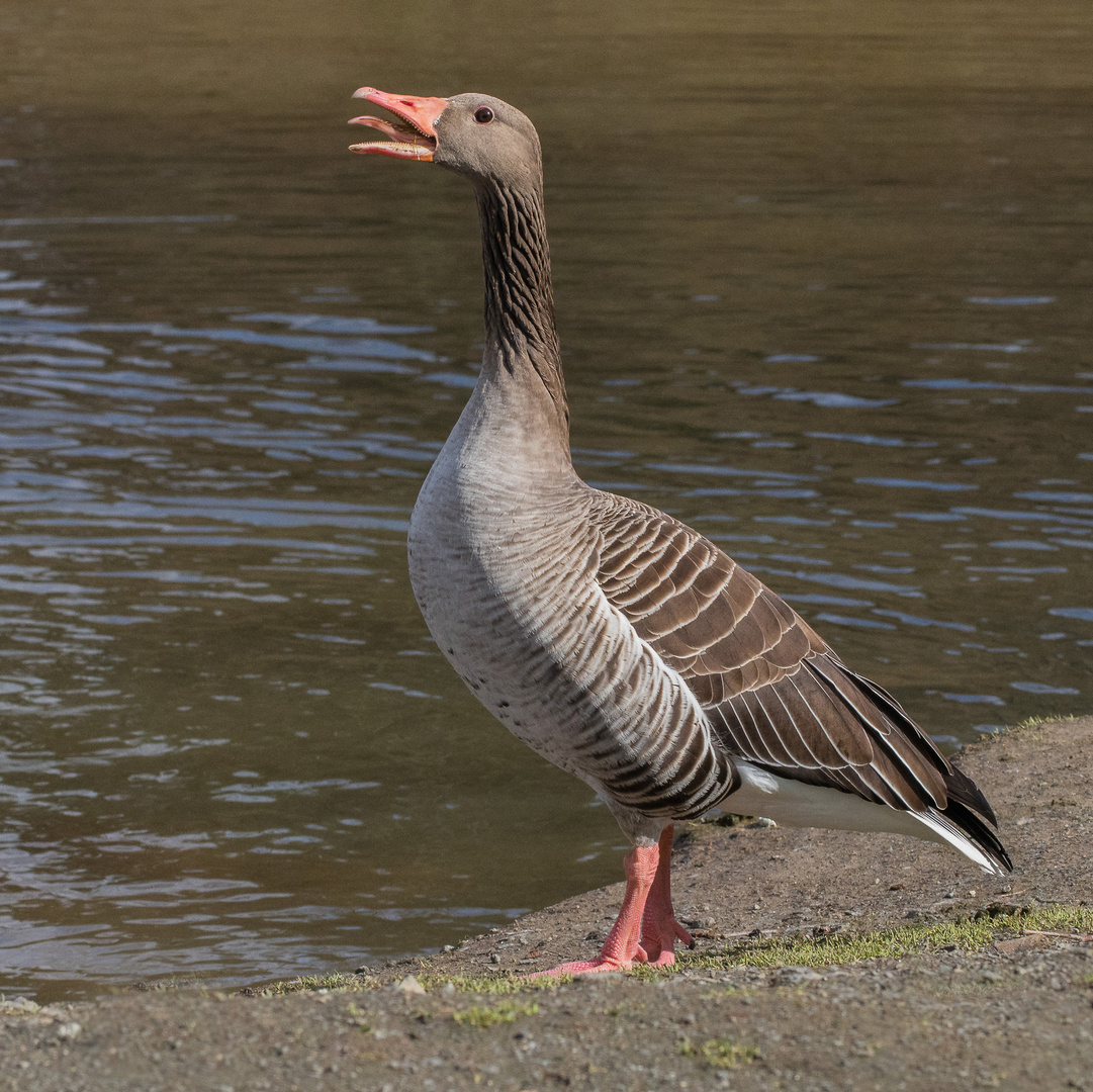 Graugans Foto & Bild | tiere, wildlife, wild lebende vögel Bilder auf ...