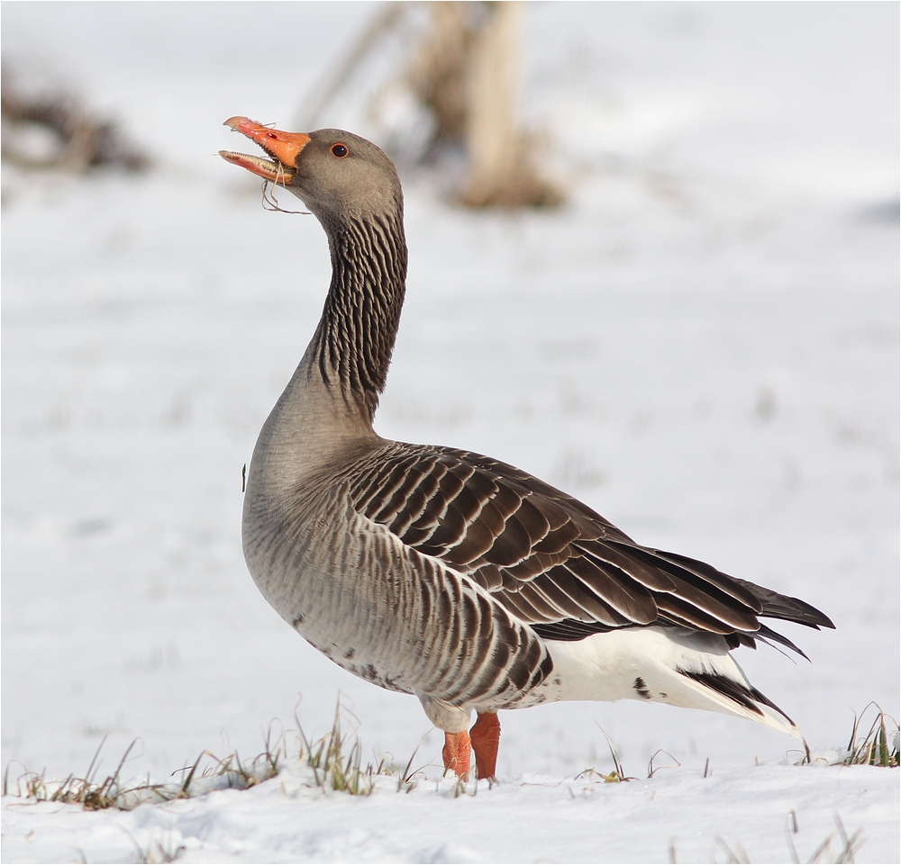 Graugans Foto & Bild | tiere, wildlife, wild lebende vögel Bilder auf ...