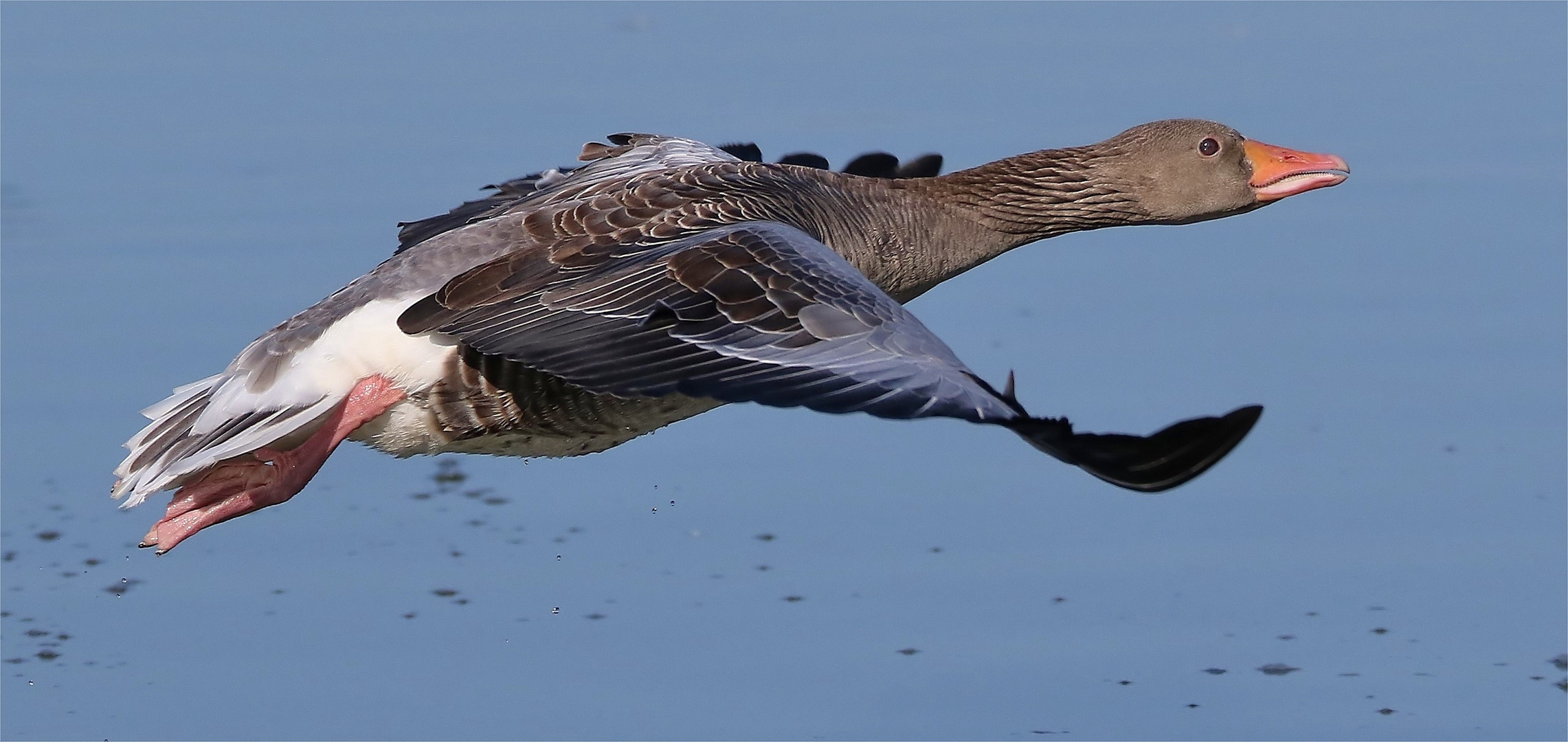 Graugans Foto & Bild | tiere, wildlife, wild lebende vögel Bilder auf ...