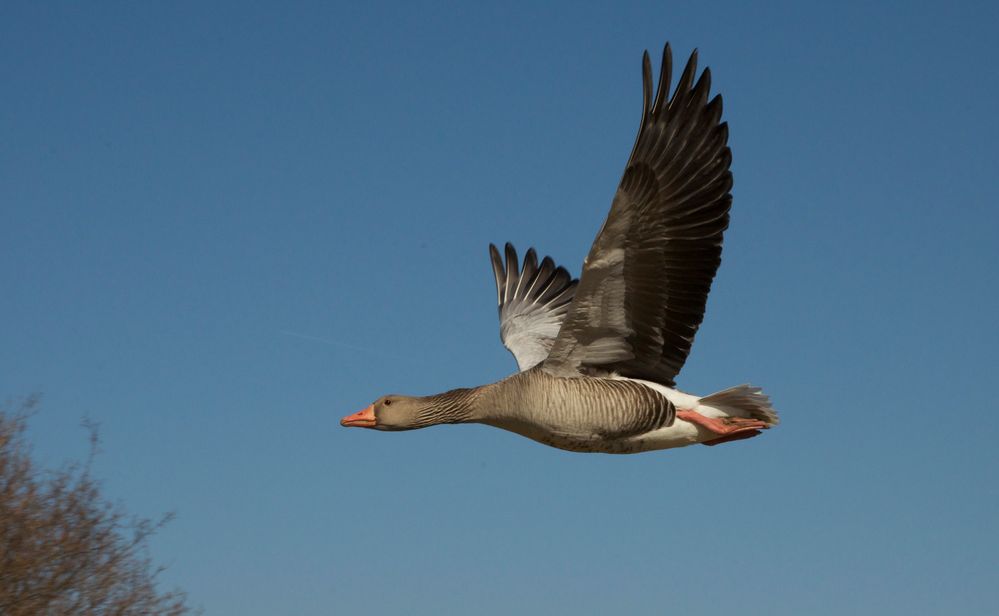 Graugans-Flug Foto & Bild | tiere, wildlife, wild lebende vögel Bilder ...
