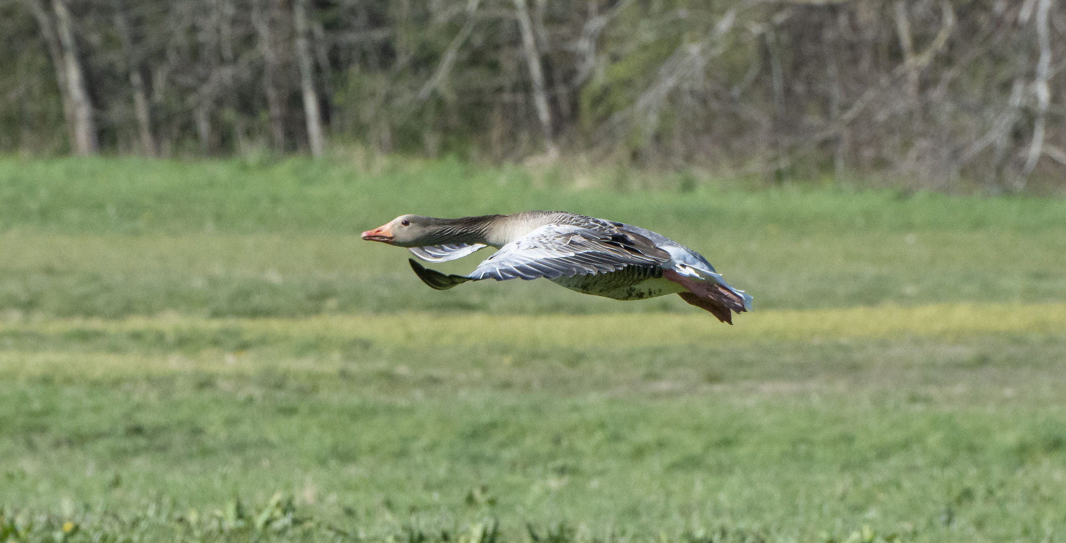 Graugans im Flug Foto & Bild | natur, landschaft, vögel Bilder auf ...
