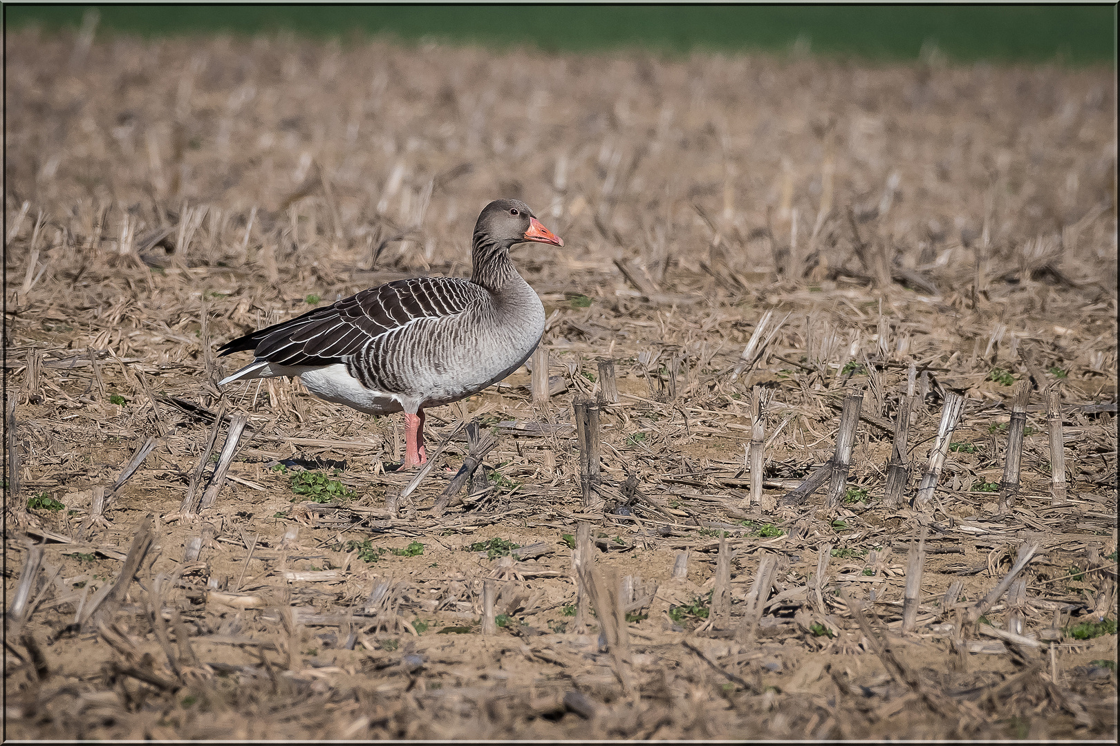 Graugans in Tarnklamotten ;-)) Foto & Bild | frühling, natur, tiere ...