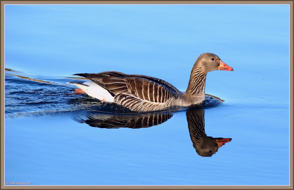 Graugans, Oca grigia, Gray goose, Oie grise, Flachsee, Reuss ...