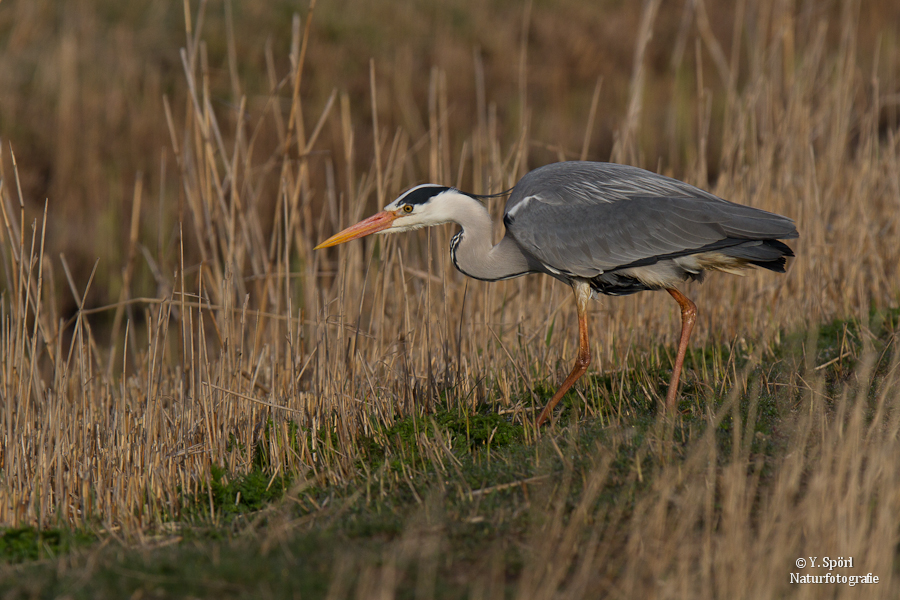 Graureiher auch Fischreiher genannt Foto & Bild | tiere, wildlife, wild ...