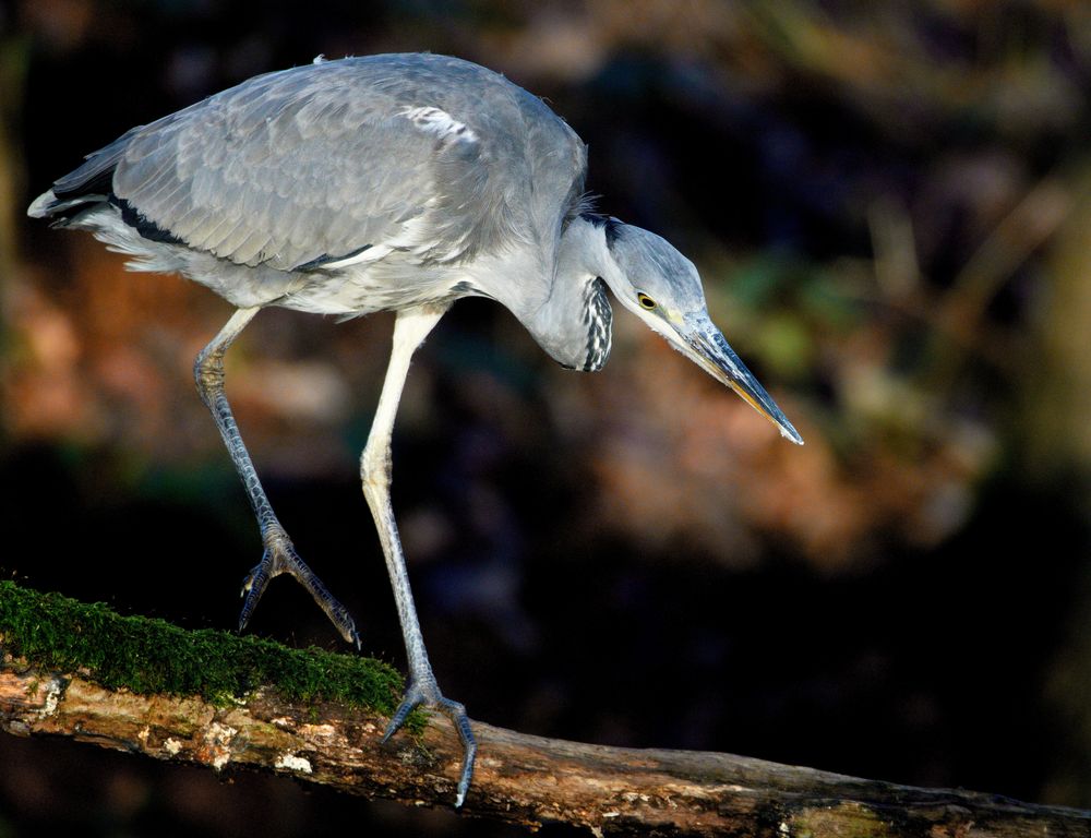 Graureiher auf der Jagd. Foto & Bild | natur, landschaft, tiere Bilder ... Graureiher auf der Jagd. Foto & Bild | natur, landschaft, tiere Bilder ...