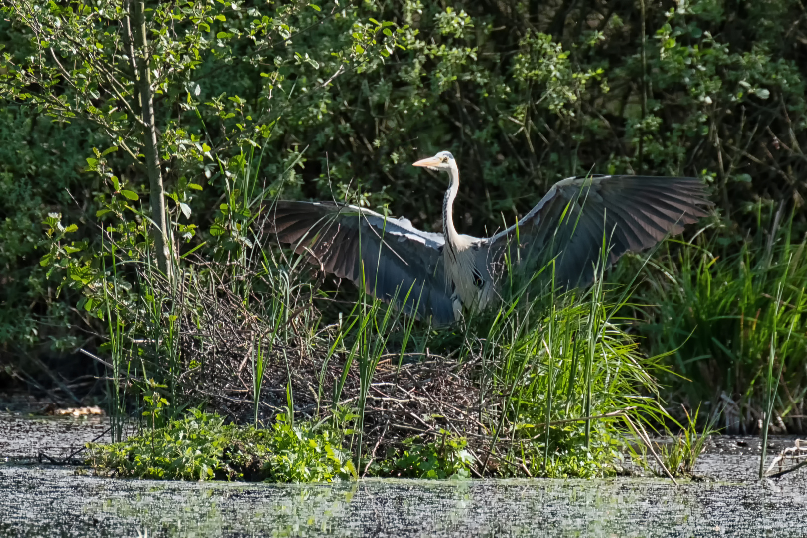 Graureiher Fischreiher Foto & Bild | tiere, wildlife, natur Bilder auf ...