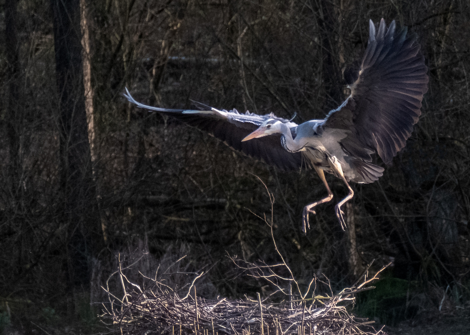 Graureiher Fischreiher Foto & Bild | tiere, wildlife, wasser Bilder auf ...