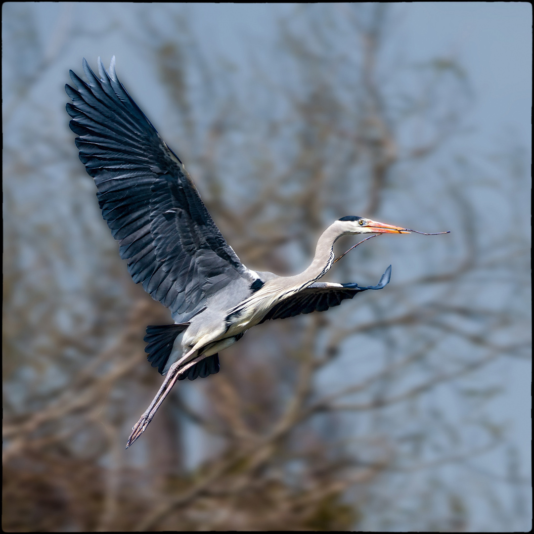 Graureiher (Fischreiher) beim Nestbau. Foto & Bild | outdoor, natur ...