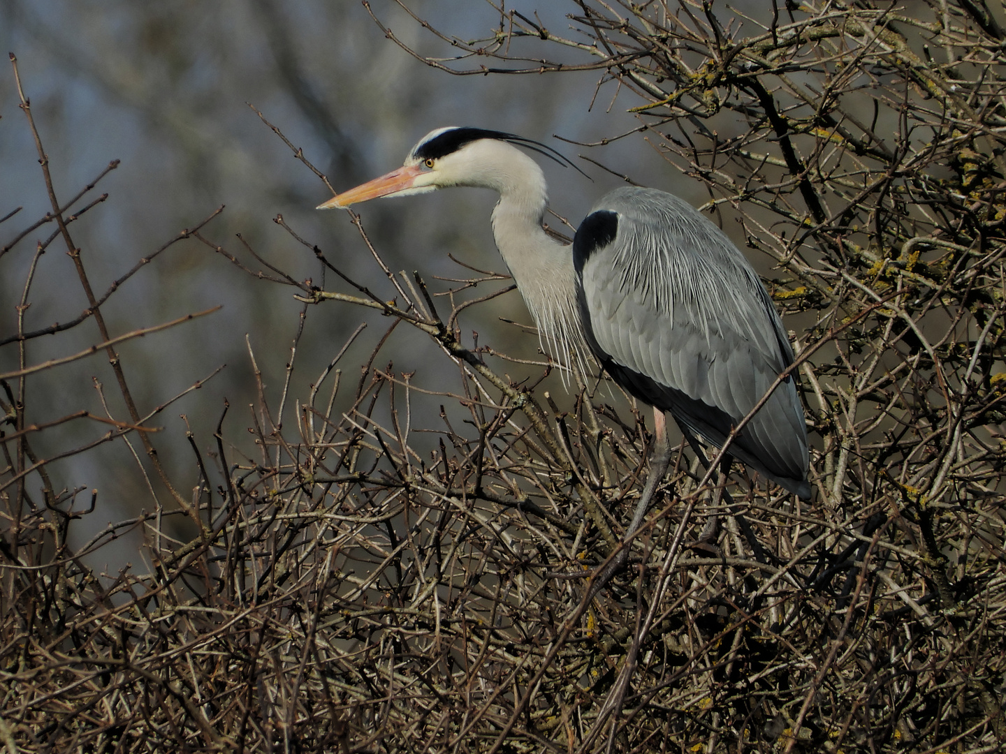 Graureiher - Fischreiher - Foto & Bild | tiere, wildlife, wild lebende ...