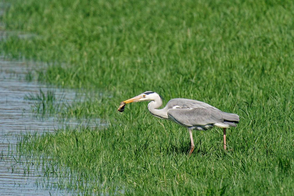 Graureiher I Foto & Bild | natur, tiere, vögel Bilder auf fotocommunity