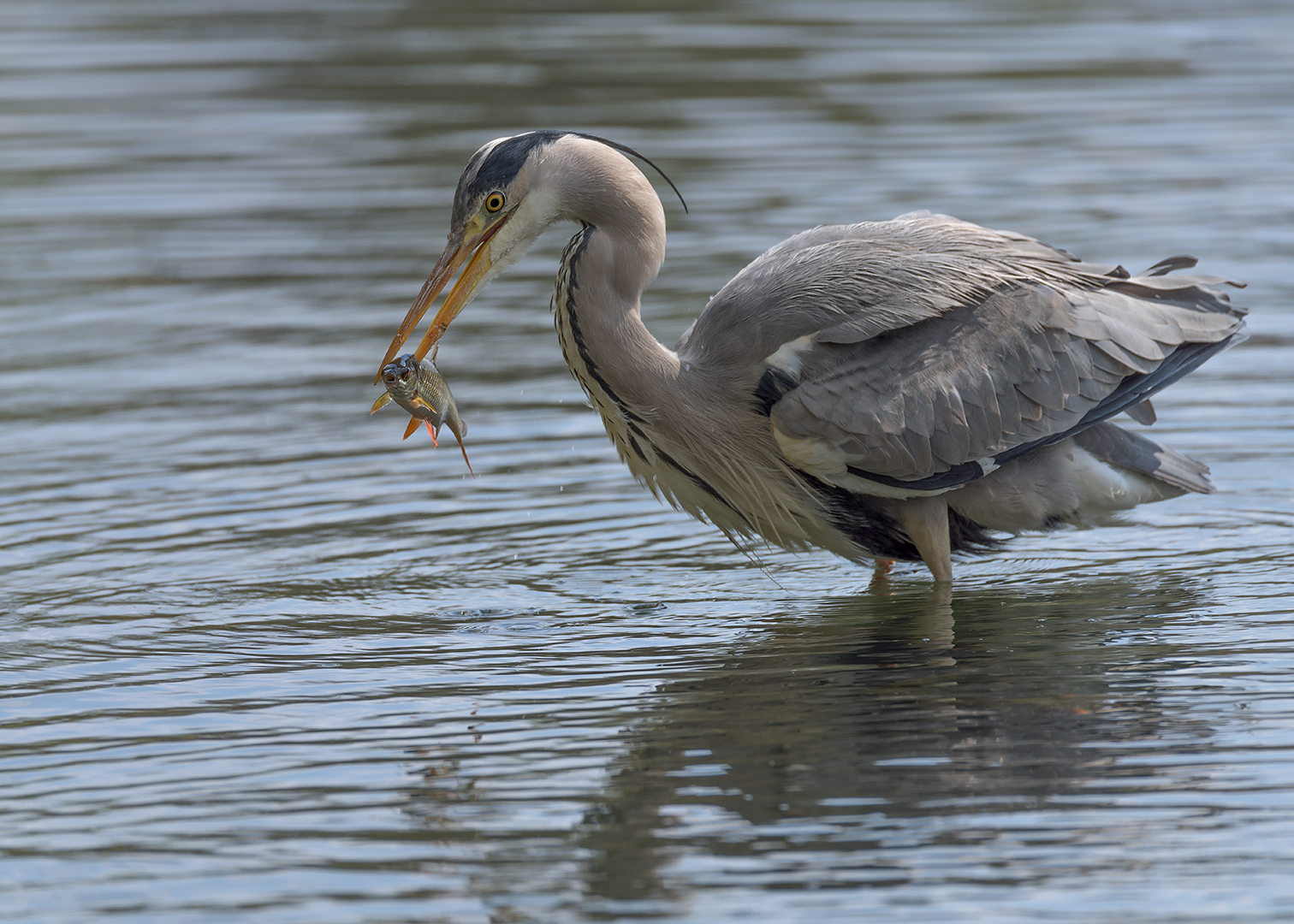 Graureiher oder Fischreiher (Ardea cinerea) Foto & Bild | tiere ...
