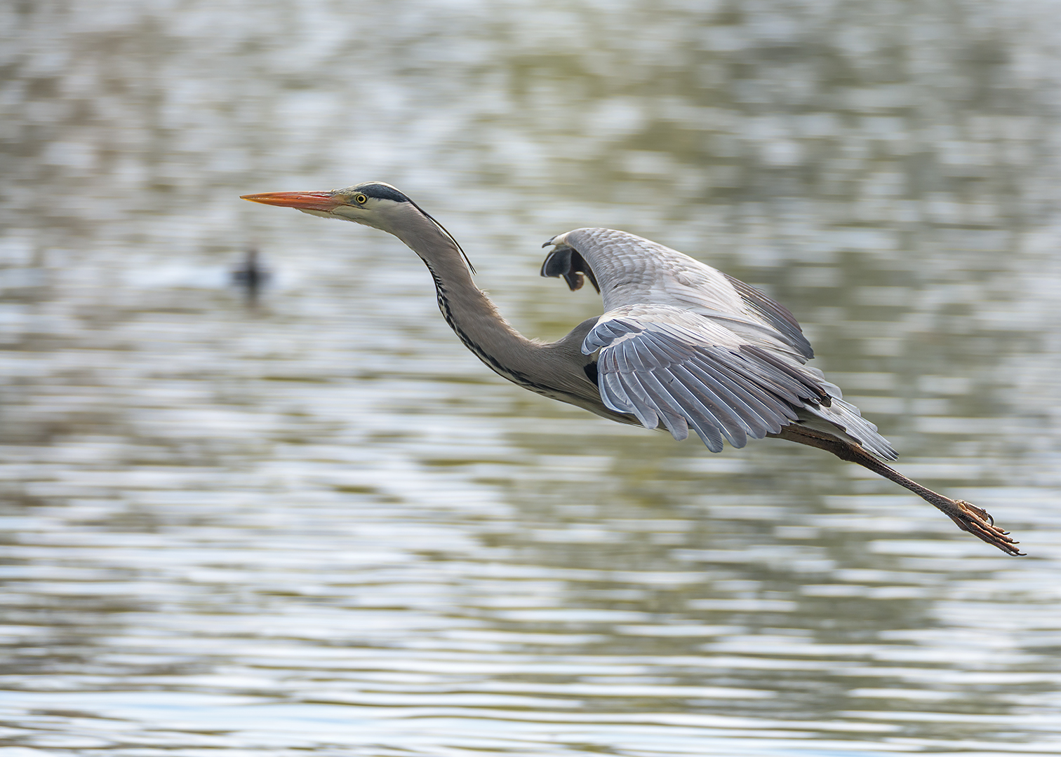 Graureiher oder Fischreiher (Ardea cinerea) Foto & Bild | tiere ...