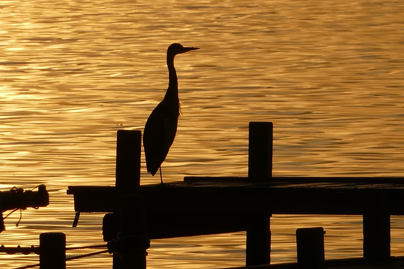 Graureiher/Fischreiher Foto & Bild | spezial, sommer, morgenstimmung ...