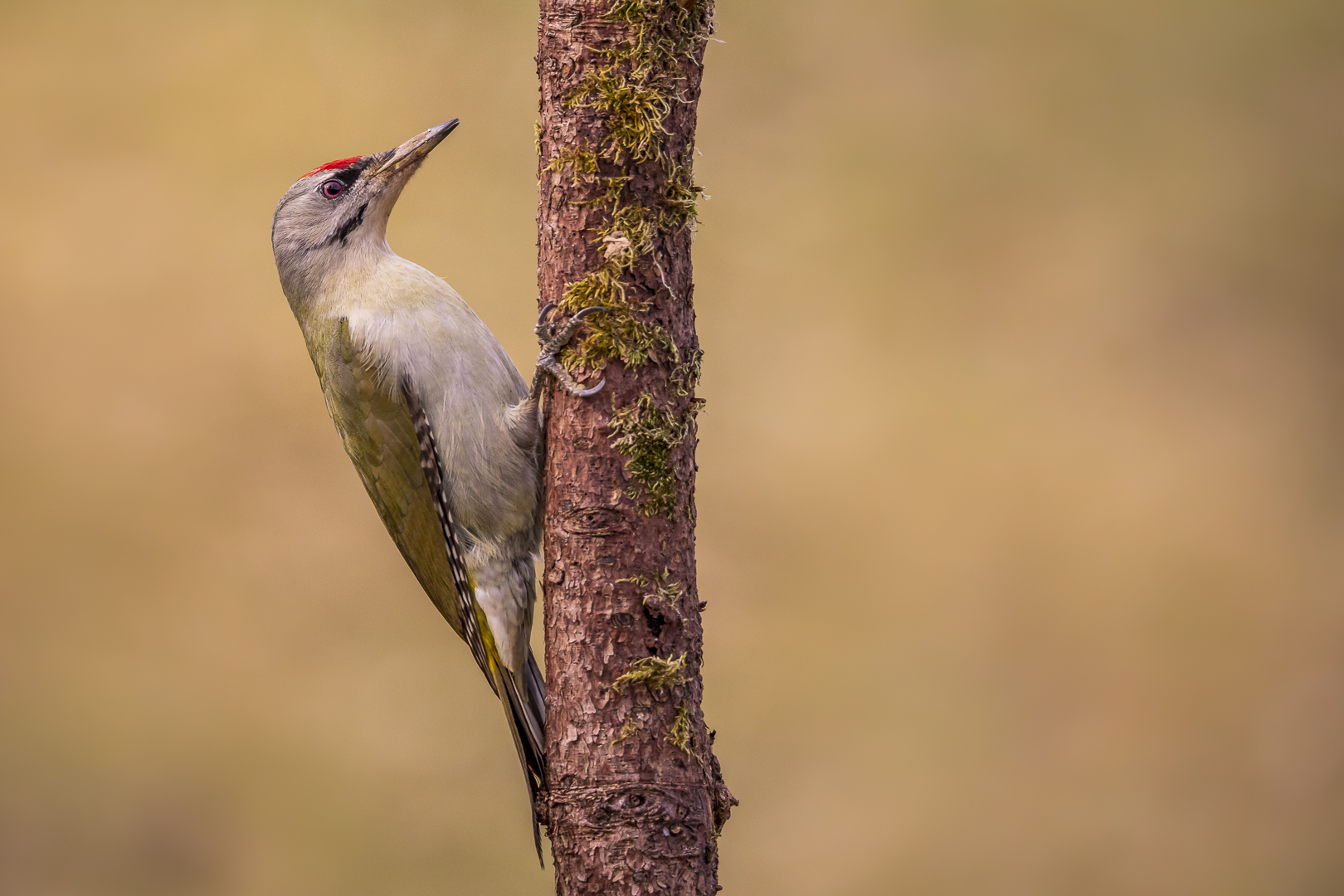 Grauspecht 2 Foto & Bild | frühling, natur, germany Bilder auf ...