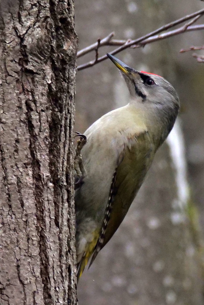 Grauspecht Foto & Bild | park, natur, tiere Bilder auf fotocommunity