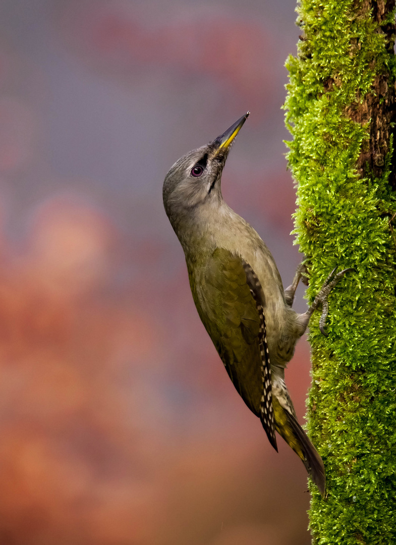Grauspecht Foto & Bild | natur, vögel, wildlife Bilder auf fotocommunity