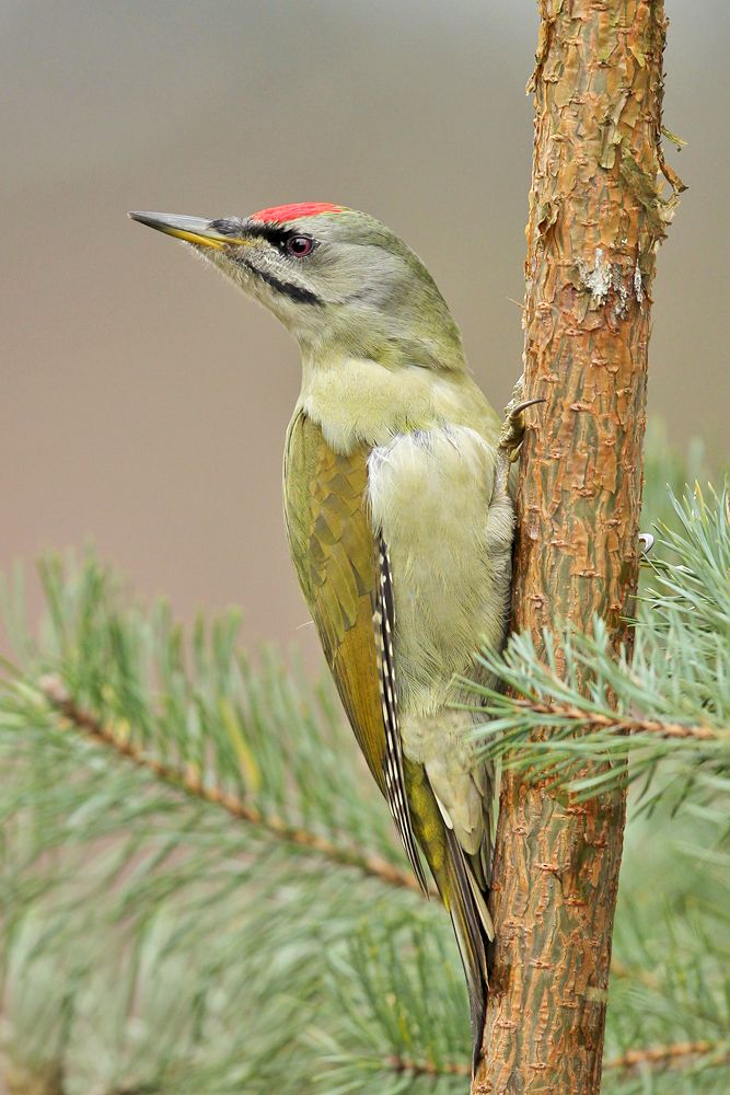 GRAUSPECHT ... Foto & Bild | tiere, wildlife, wild lebende vögel Bilder ...