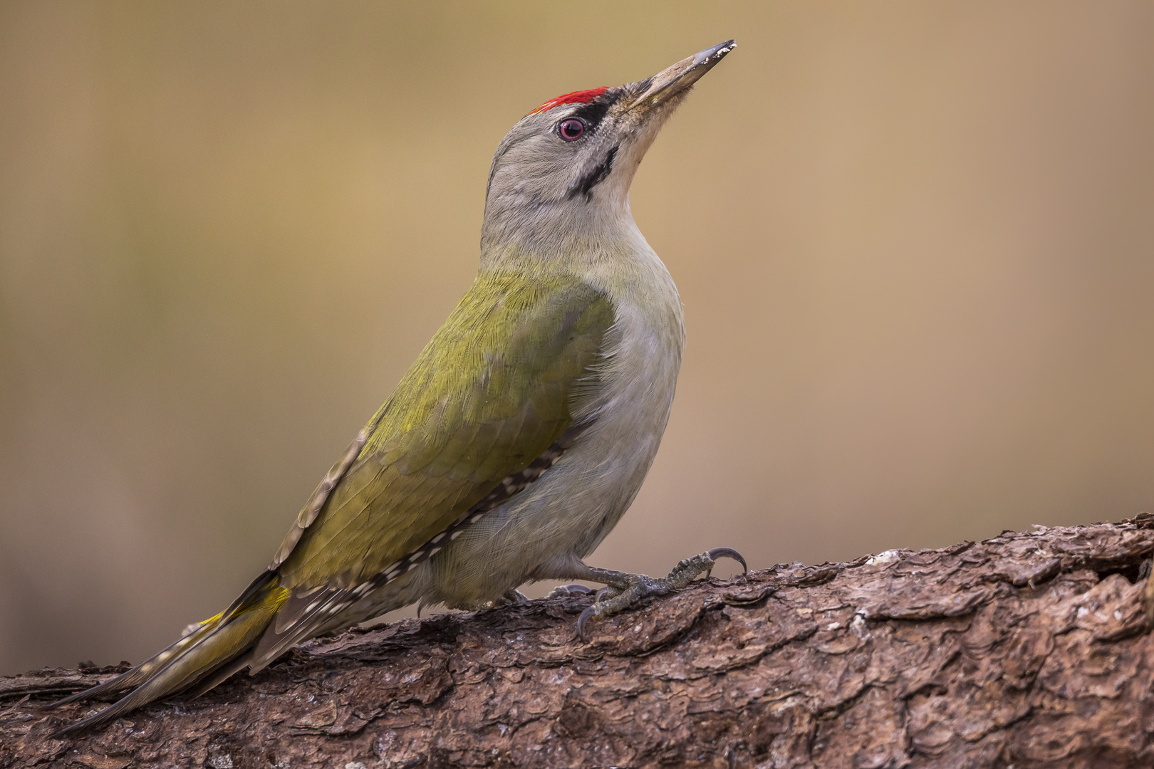 Grauspecht Foto & Bild | frühling, natur, germany Bilder auf fotocommunity
