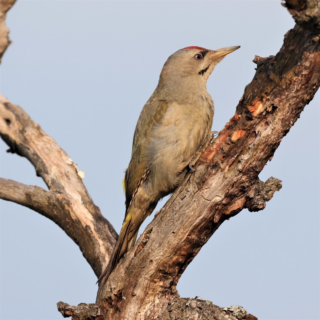 Grauspecht - der seltene Bruder des Grünspechts Foto & Bild | tiere ...