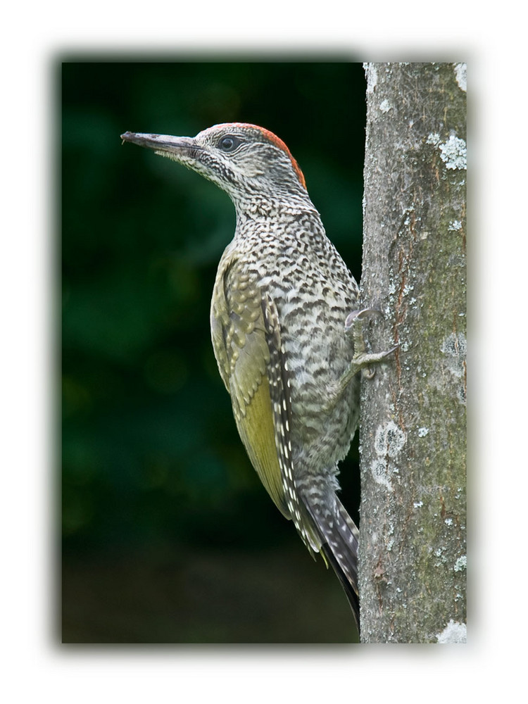 Grauspecht I Foto & Bild | tiere, wildlife, wild lebende vögel Bilder ...