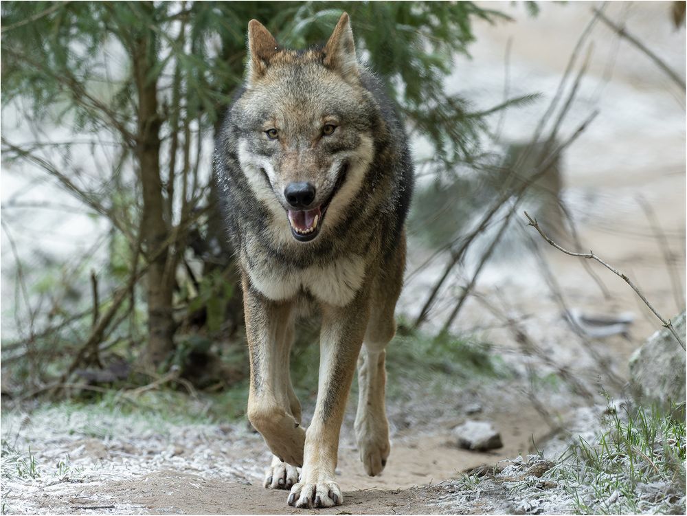 Grauwolf Foto & Bild | natur, porträt, zoo Bilder auf fotocommunity