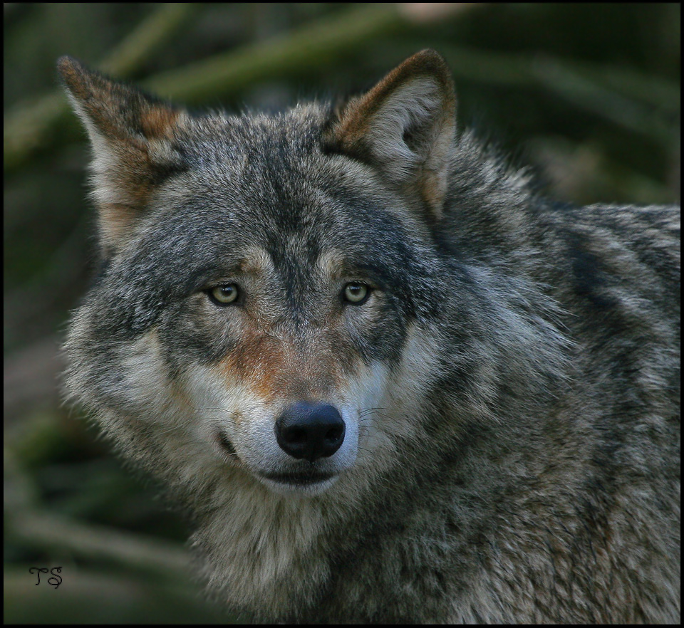 grauwolf Foto & Bild | tiere, zoo, wildpark & falknerei, säugetiere ...