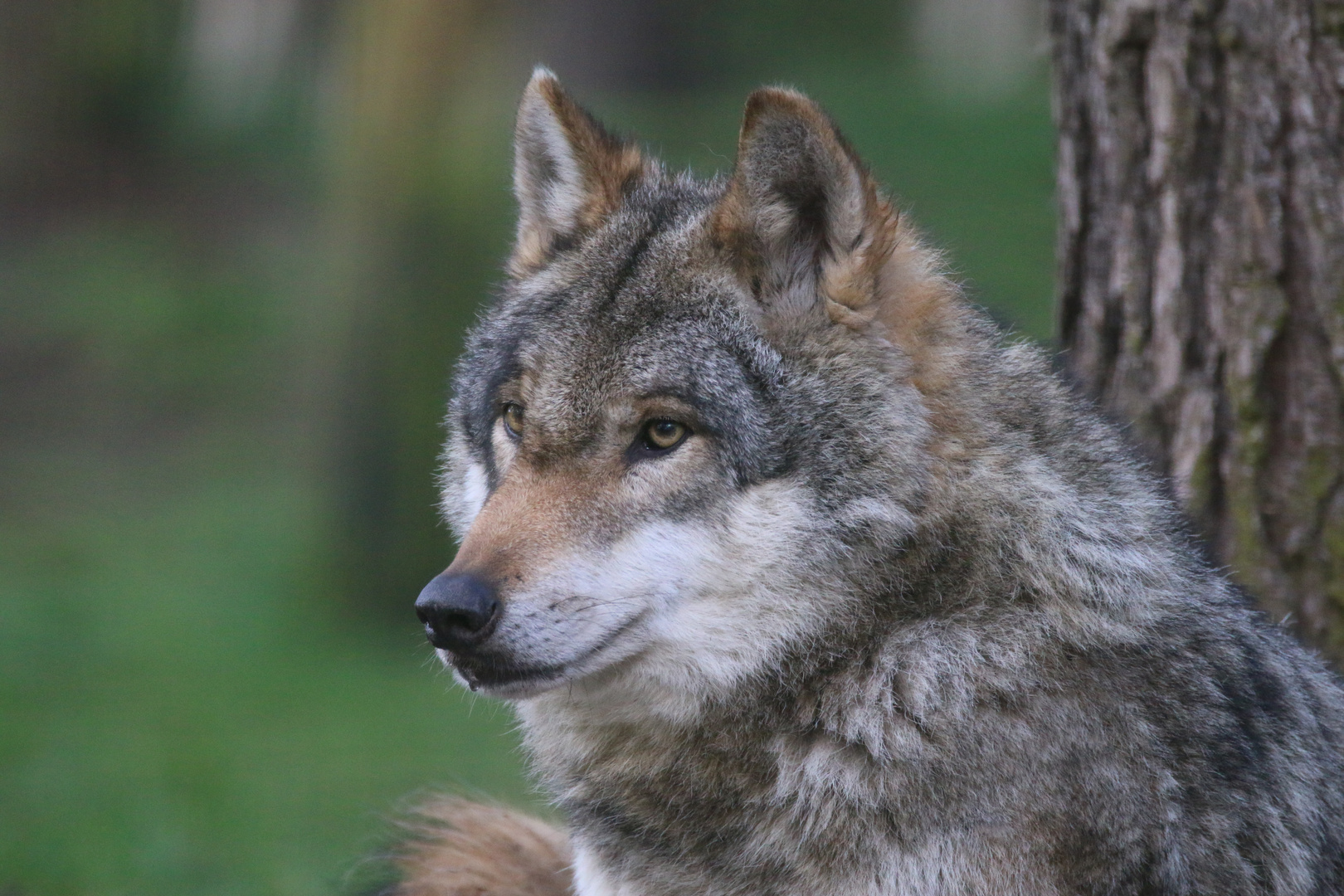 Grauwolf Foto & Bild | tiere, wildlife, säugetiere Bilder auf fotocommunity