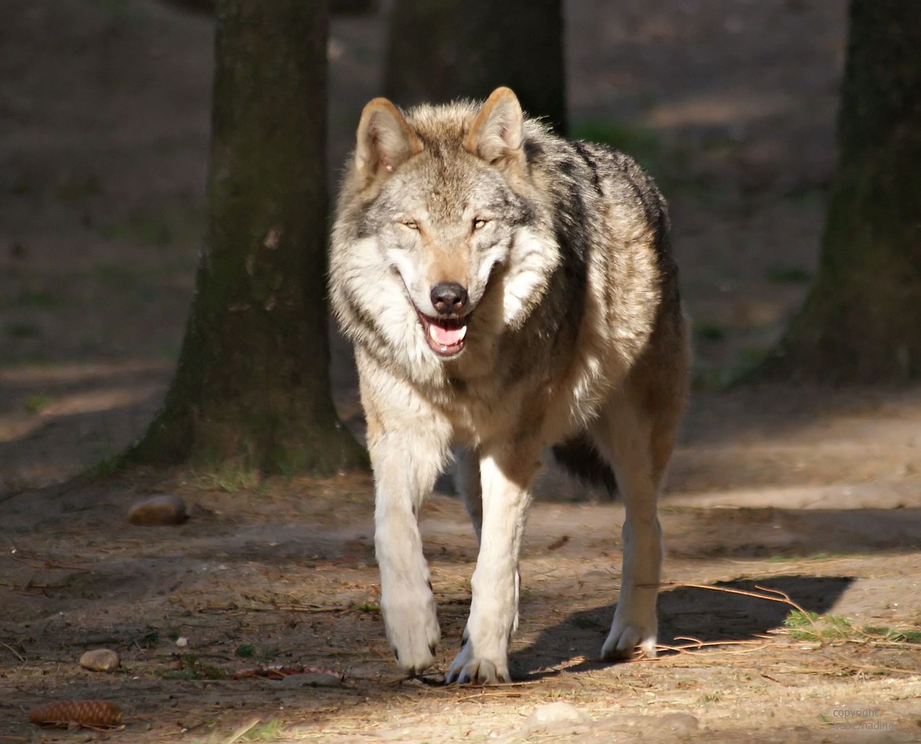 Grauwolf: Lächelnd im Herbstsonnenschein Foto & Bild | tiere, zoo ...