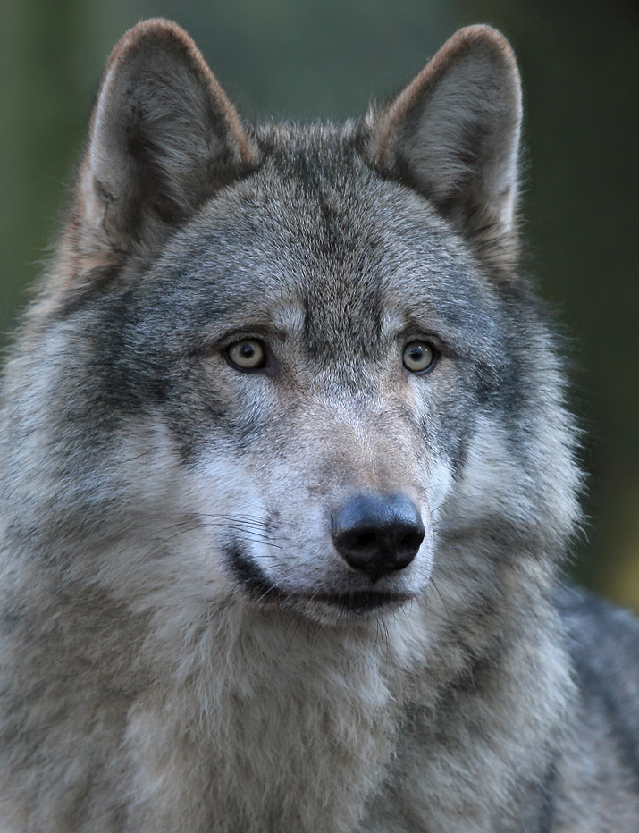 Grauwolf Portrait_2 Foto & Bild | tiere, zoo, wildpark & falknerei ...