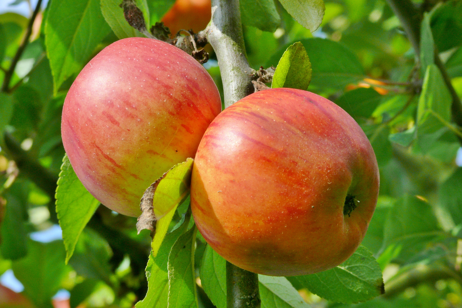 Gravensteiner Äpfel - Morgen will der Nachbar sie pflücken ... Foto ...
