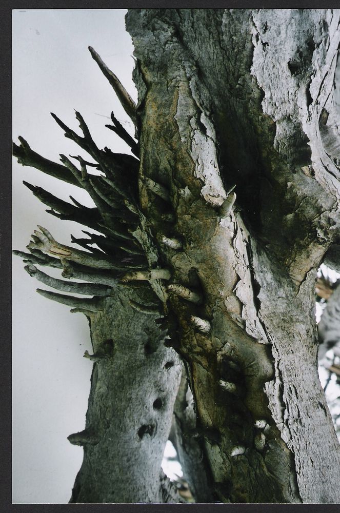 great creation from nature Foto & Bild | europe, portugal, madeira ...