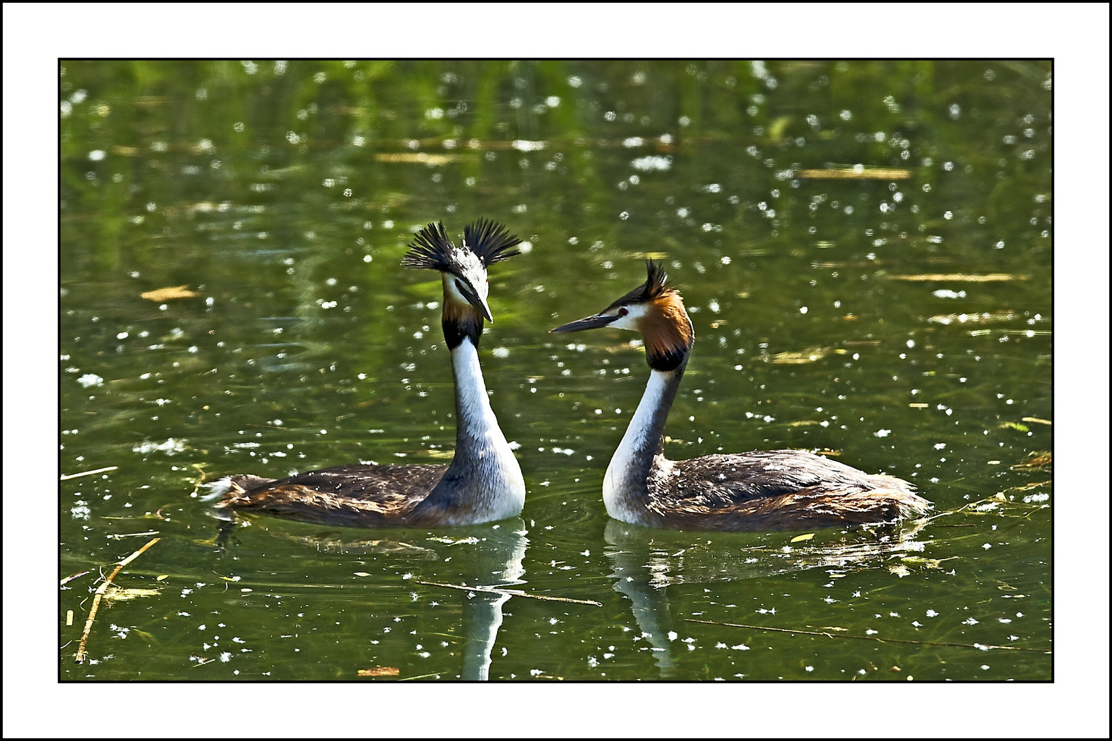 Grèbes huppés photo et image | animaux, animaux sauvages, oiseaux ...