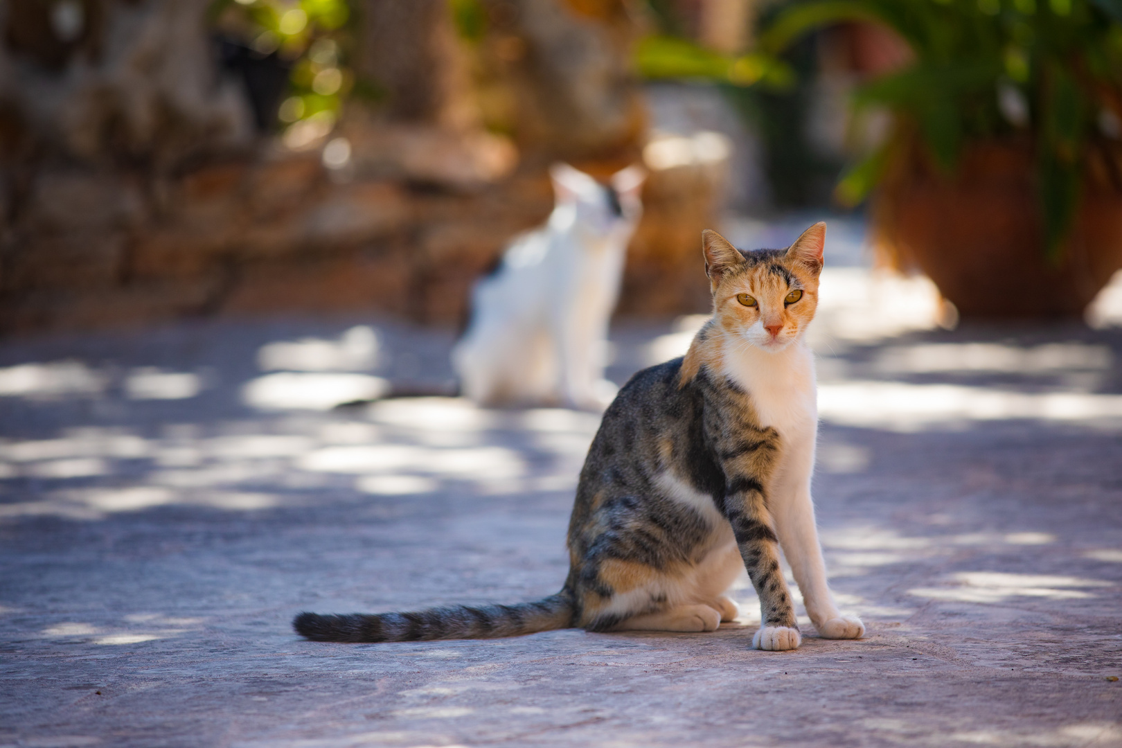 Greek cats waiting for food Foto & Bild | europe, greece, tiere Bilder ...