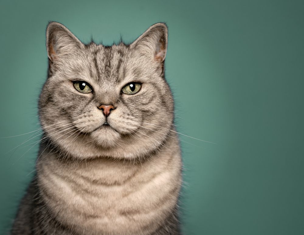 Green Foto & Bild | tiere, haustiere, katzen Bilder auf fotocommunity