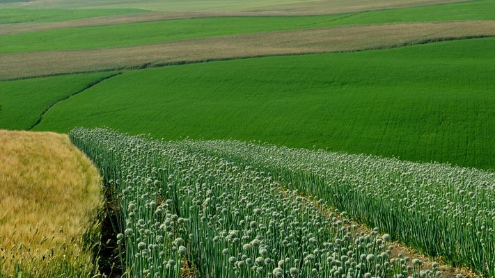 Campagna Immagini e foto