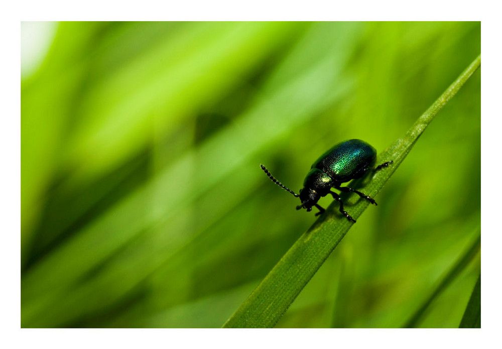 green bug Foto & Bild | tiere, wildlife, insekten Bilder auf fotocommunity