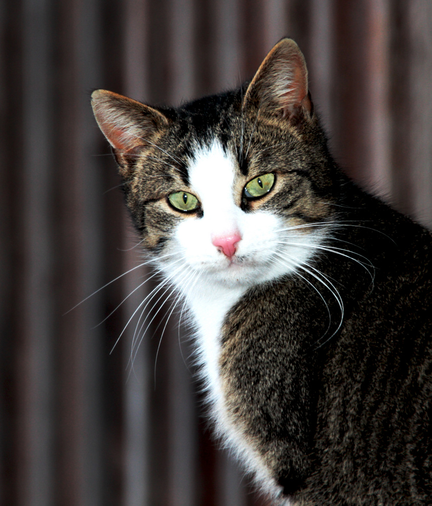 Green Eyes Foto & Bild | tiere, haustiere, katzen Bilder auf fotocommunity