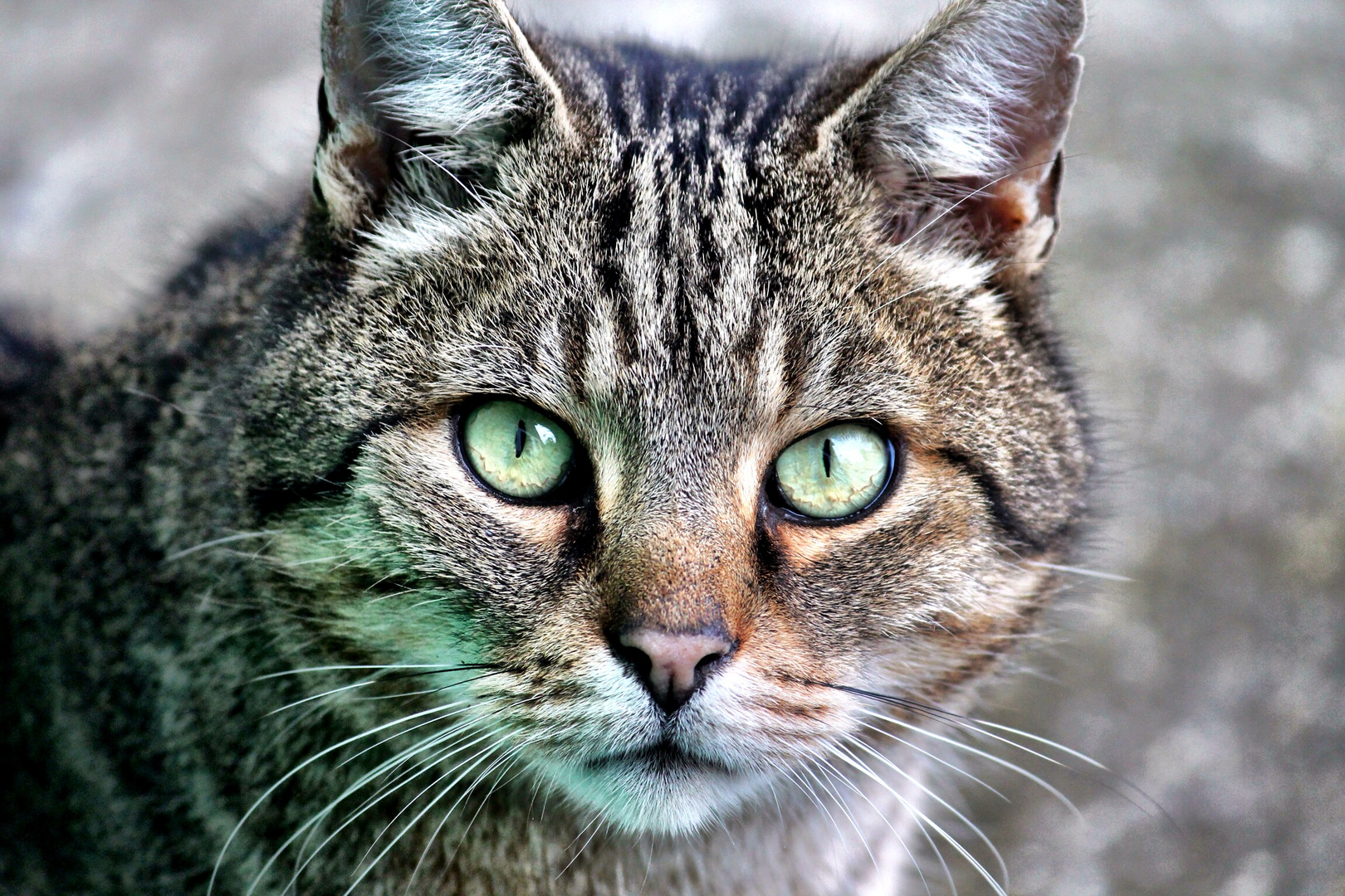 Green Eyes Foto & Bild | tiere, haustiere, katzen Bilder auf fotocommunity