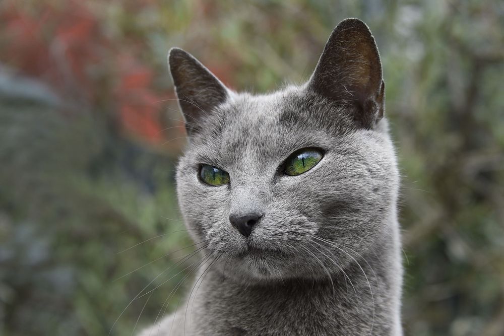 green eyes Foto & Bild | tiere, haustiere, katzen Bilder auf fotocommunity