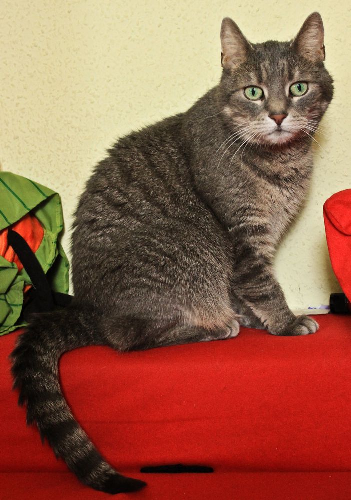 Green eyes. Foto & Bild | tiere, haustiere, katzen Bilder auf fotocommunity