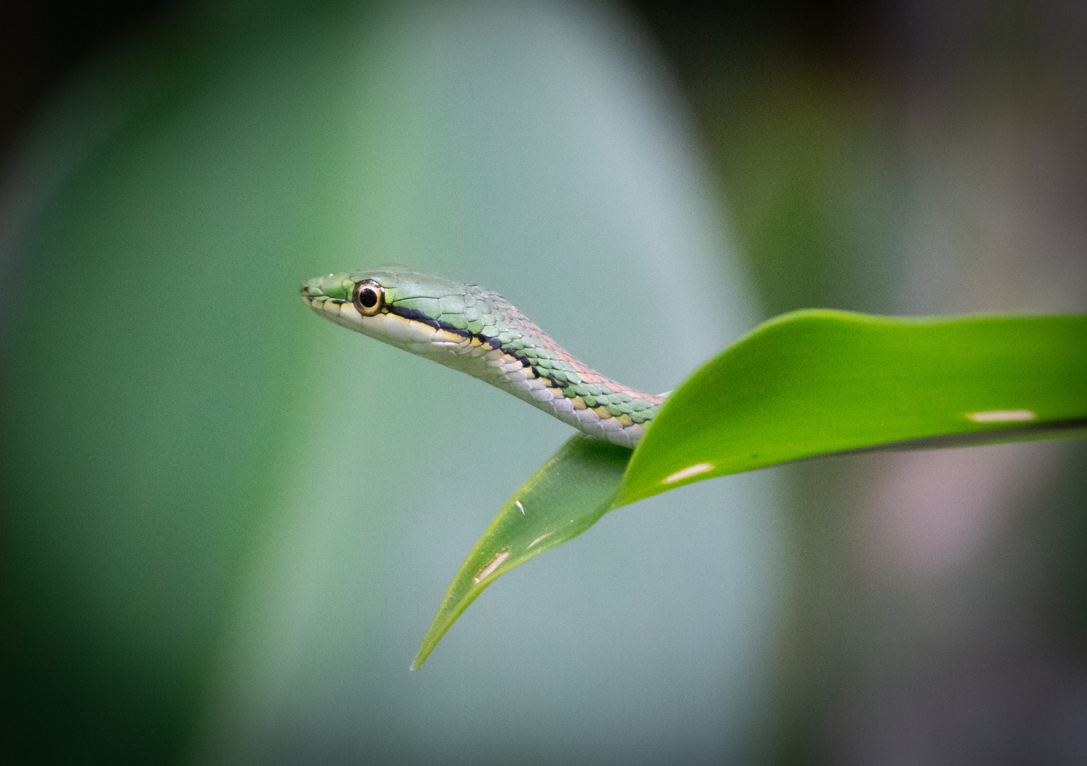 Green Parrot Snake, Costa Rica Foto & Bild | north america, central ...