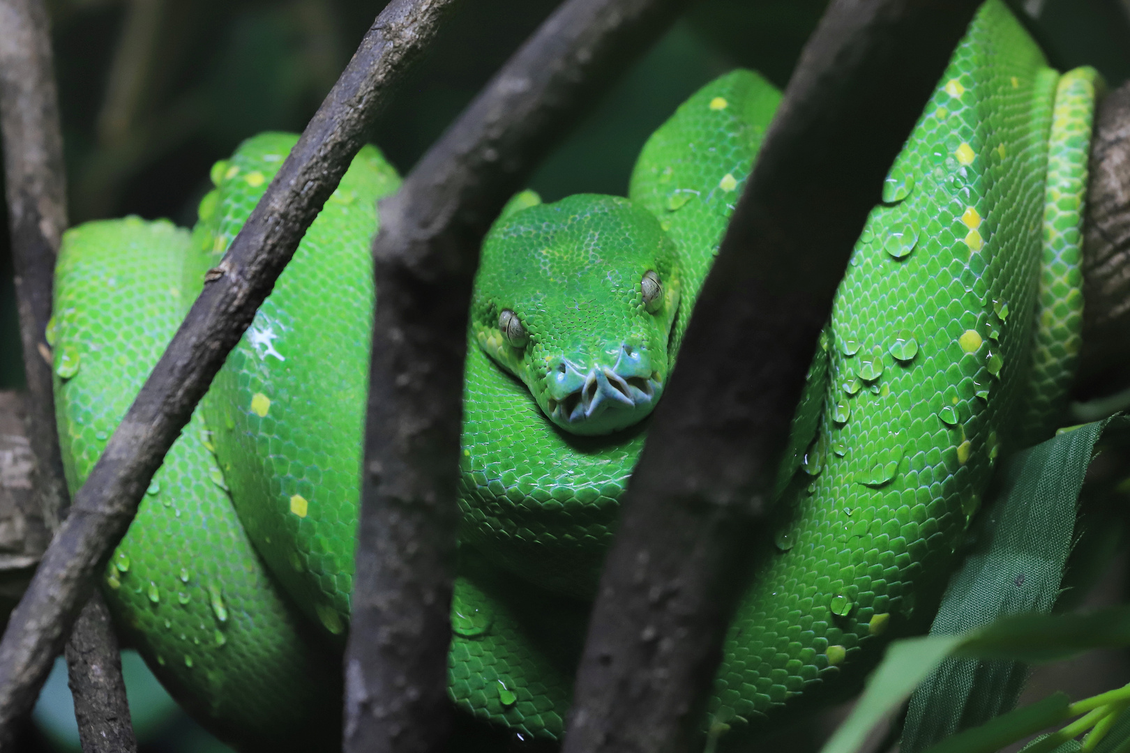 green python Foto & Bild | australia, natur, zoo Bilder auf fotocommunity
