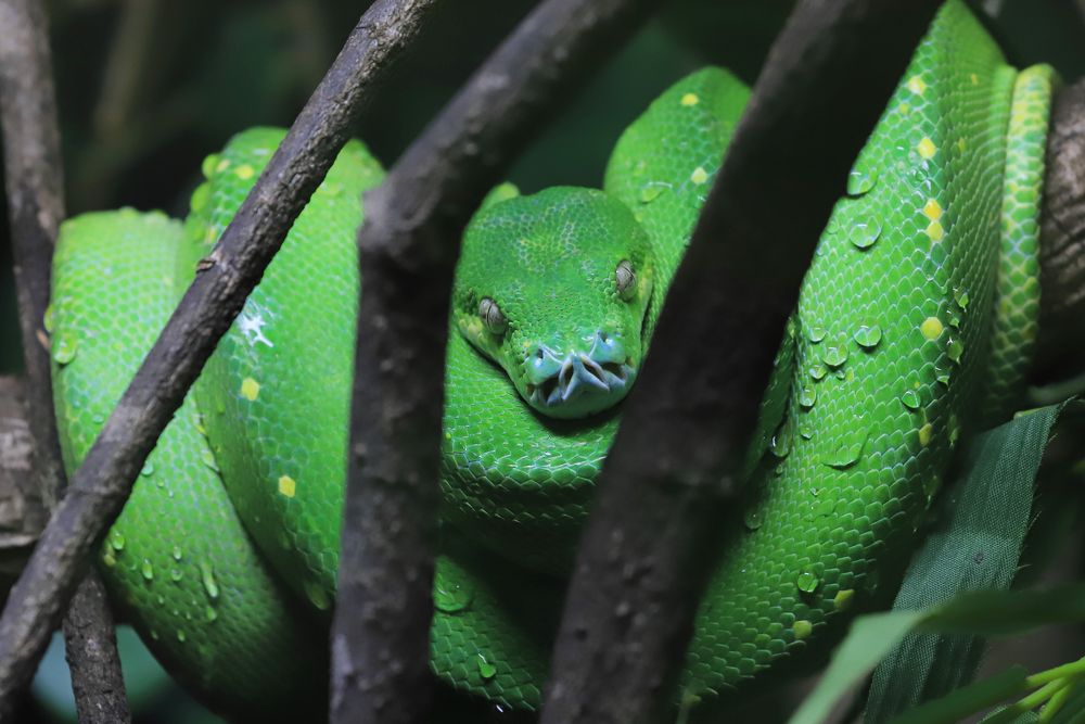 green python Foto & Bild | australia, natur, zoo Bilder auf fotocommunity