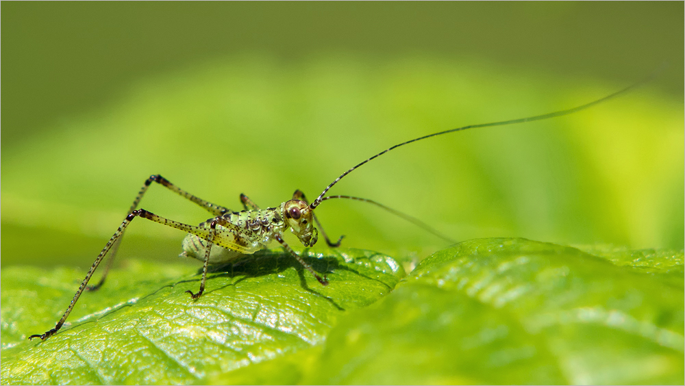 Greenhorn Foto & Bild | tiere, wildlife, insekten Bilder auf fotocommunity