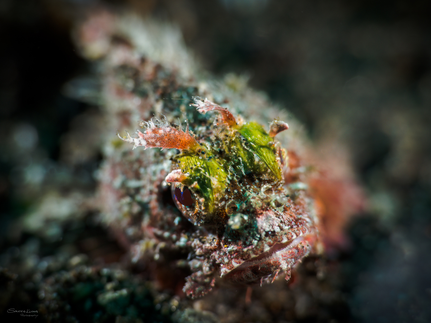 GreenHorn°°° Foto & Bild | makro, meer, natur Bilder auf fotocommunity