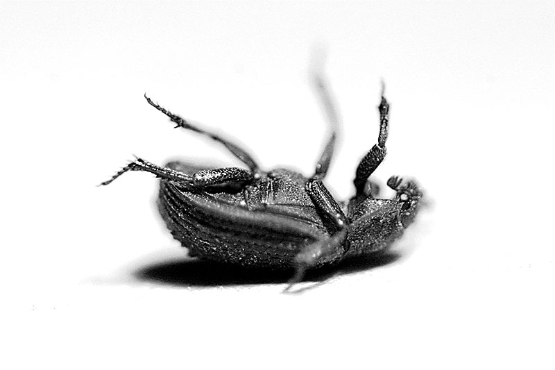 Gregor Samsa Foto & Bild | emotionen, spezial Bilder auf fotocommunity