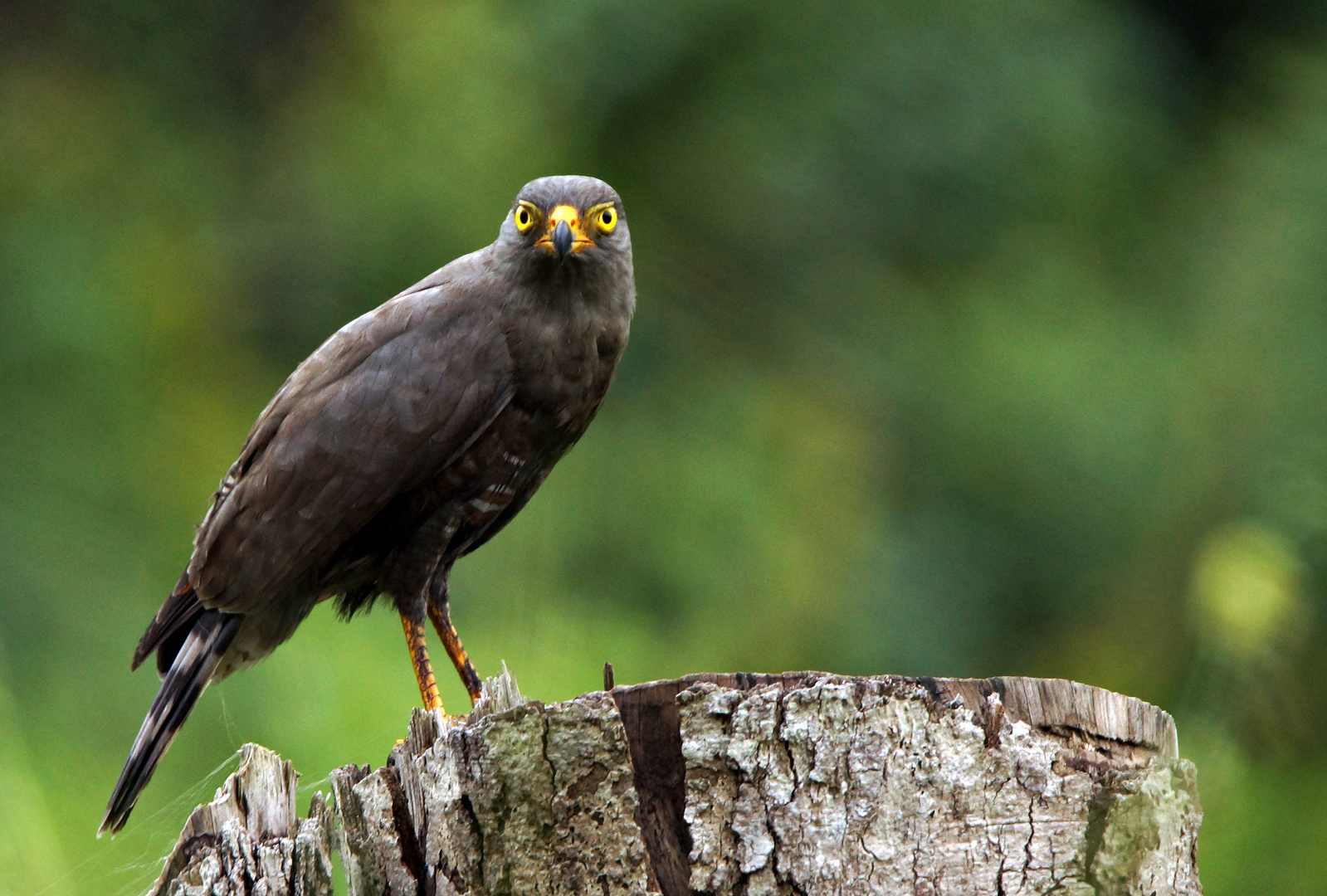 Greif Foto & Bild | tiere, wildlife, wild lebende vögel Bilder auf ...